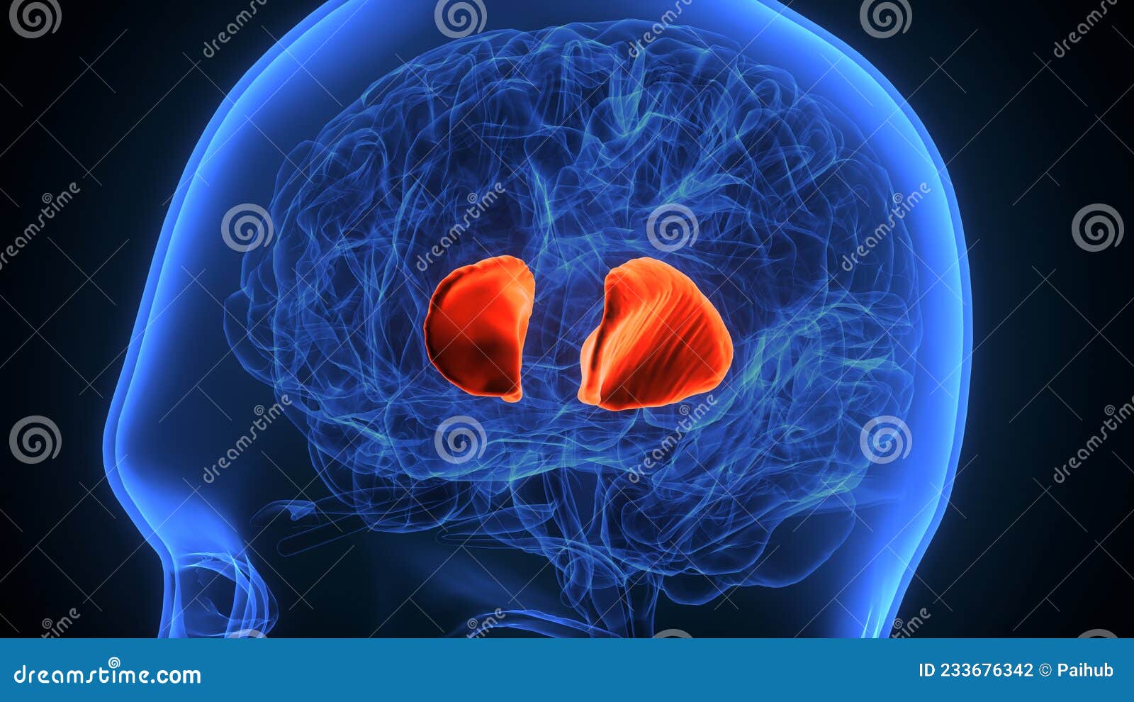 3d Illustration Human Brain Put Amen Anatomy. Stock Illustration ...
