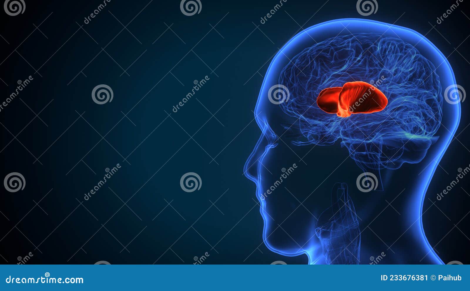 3d Illustration Human Brain Put Amen Anatomy. Stock Illustration ...