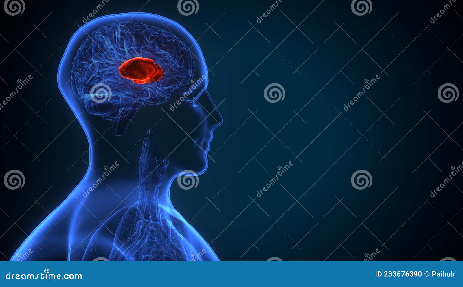 3d Illustration Human Brain Put Amen Anatomy. Stock Illustration ...