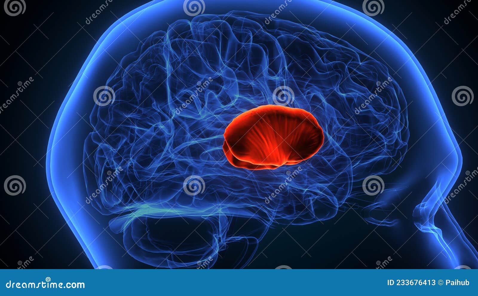 3d Illustration Human Brain Put Amen Anatomy. Stock Illustration ...