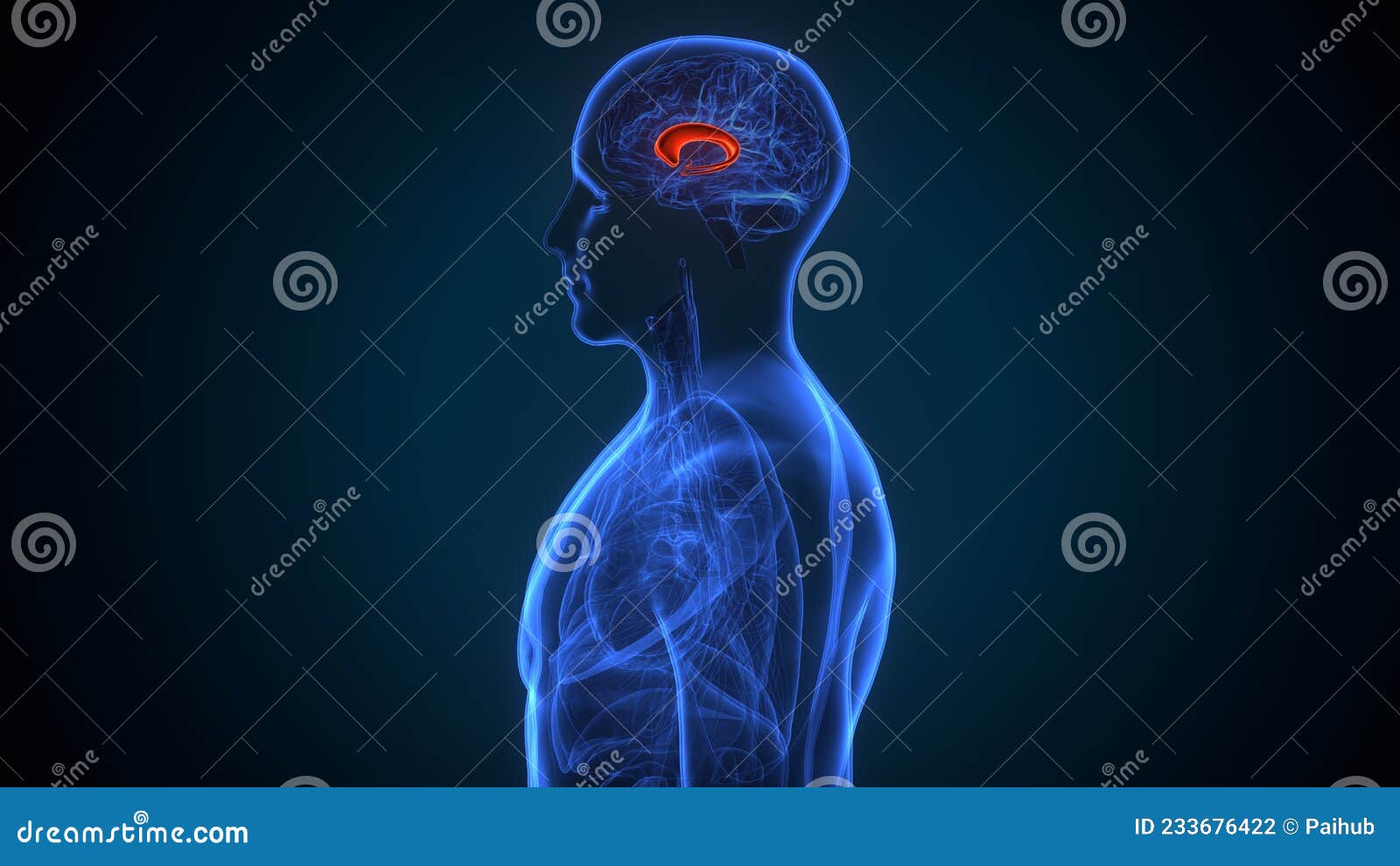 3d Illustration Human Brain Put Amen Anatomy. Stock Illustration ...