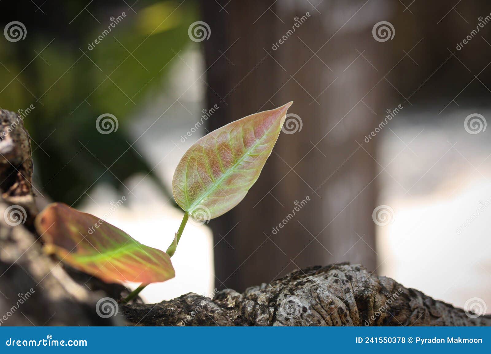 The Put Forth Leave-bud of Ficus Lacor Buch Stock Photo - Image of ...