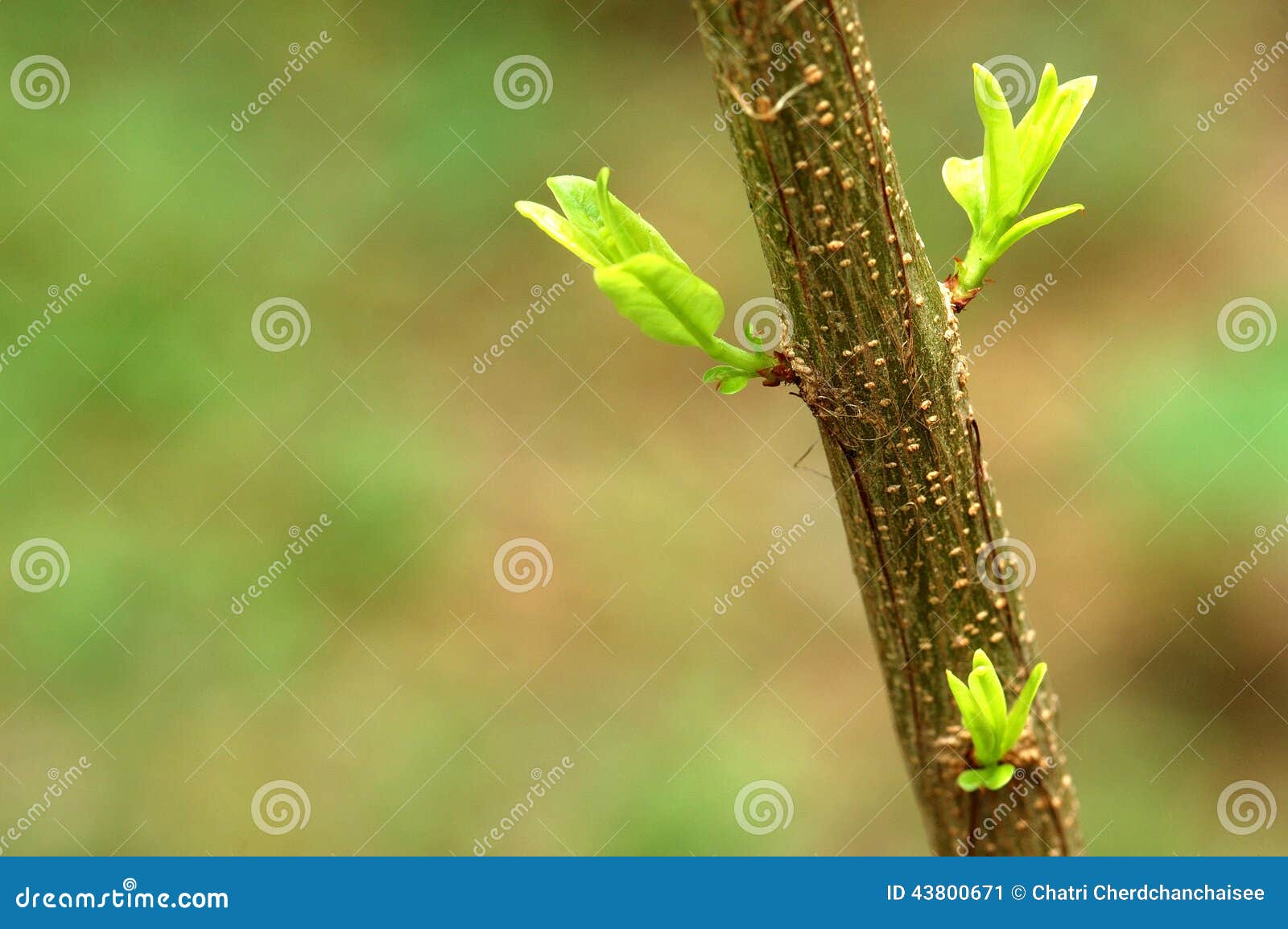 Put forth leave buds stock image. Image of summer, growth - 43800671