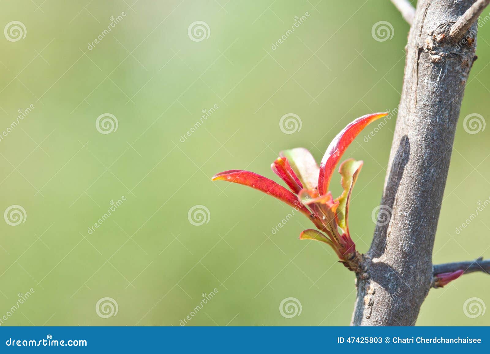 Put forth leave-buds stock image. Image of bright, young - 47425803