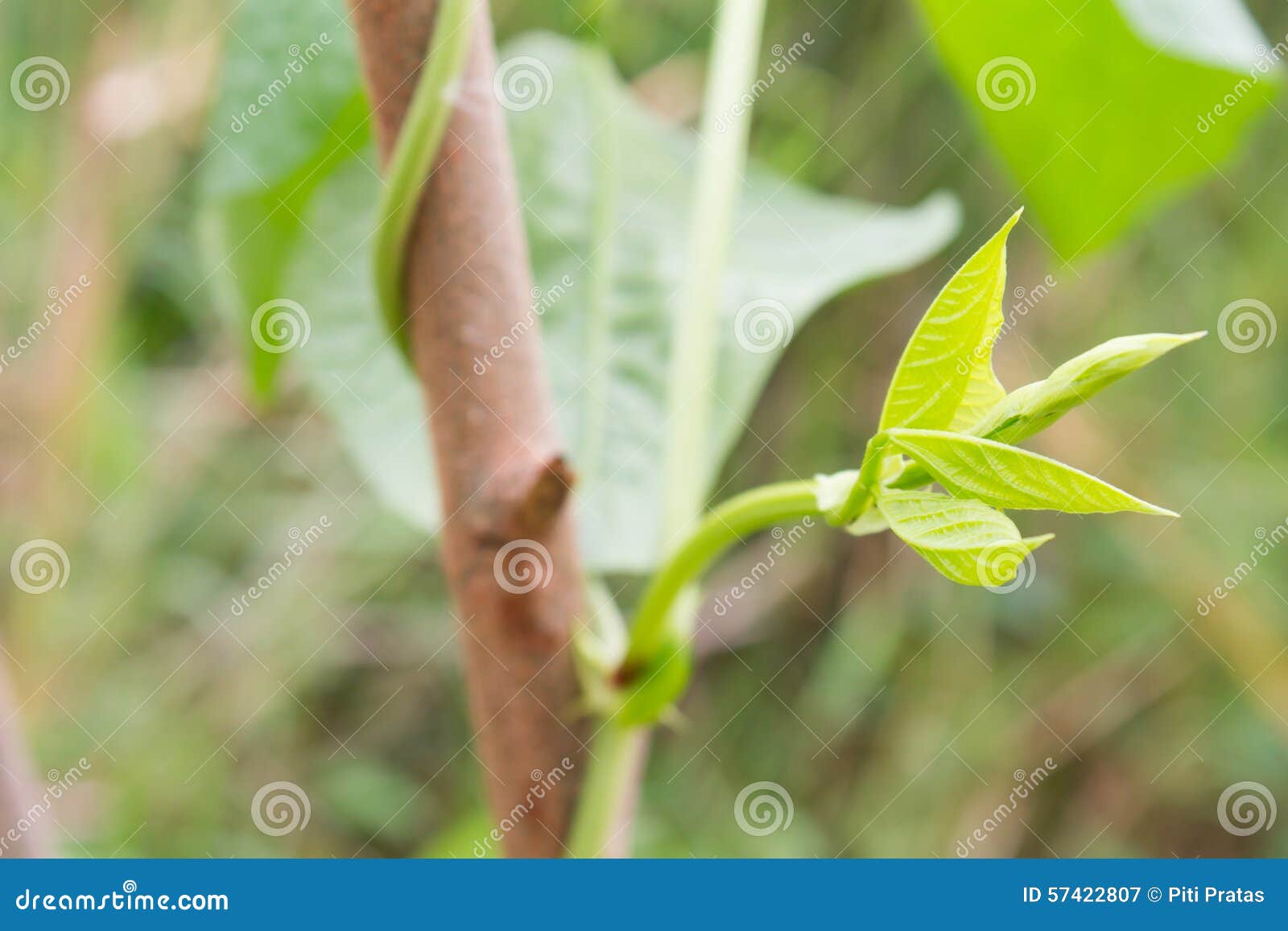 Put Forth Leave-buds or Treetop Stock Image - Image of summer, natural ...