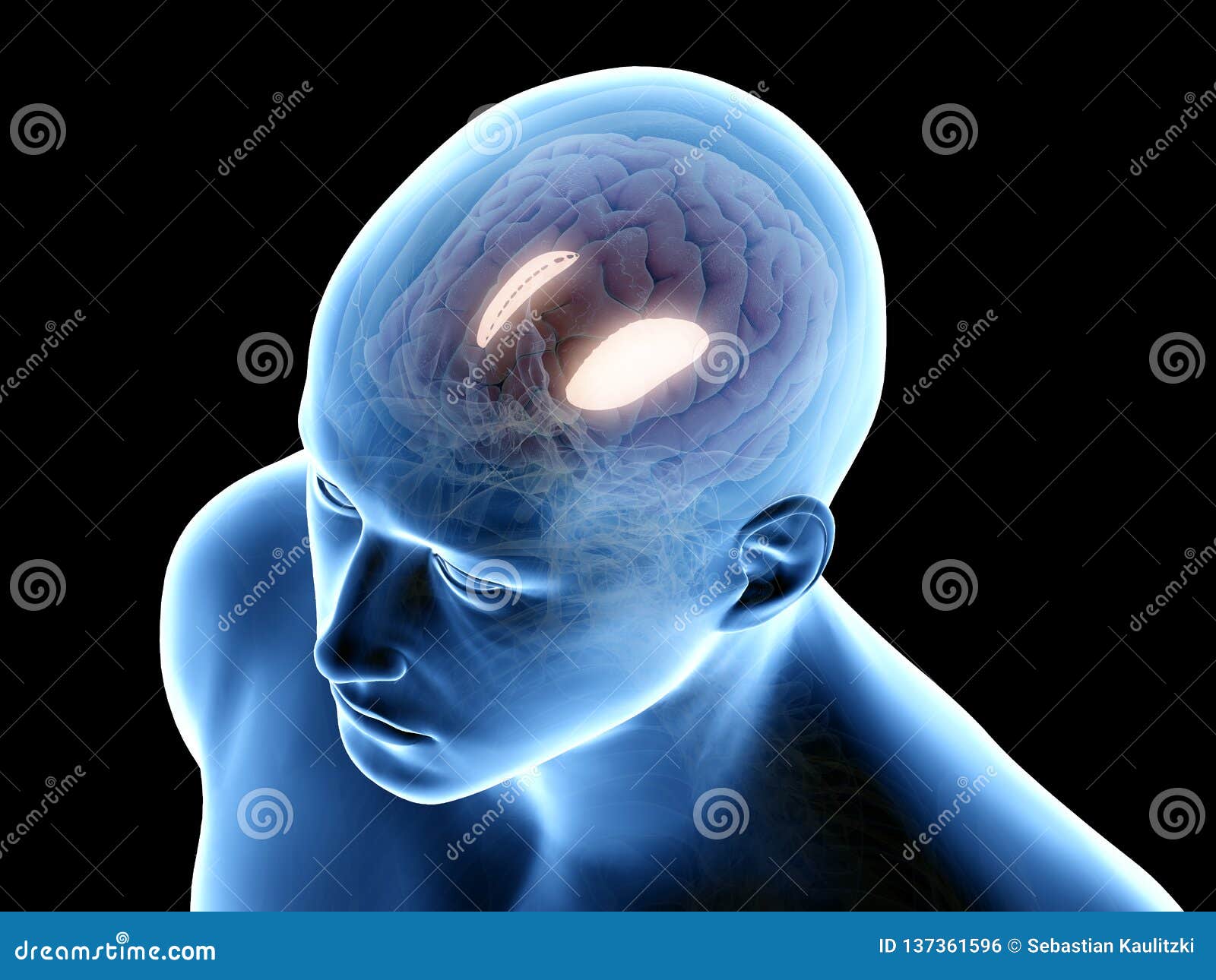 Putamen Cartoons, Illustrations & Vector Stock Images - 275 Pictures to ...