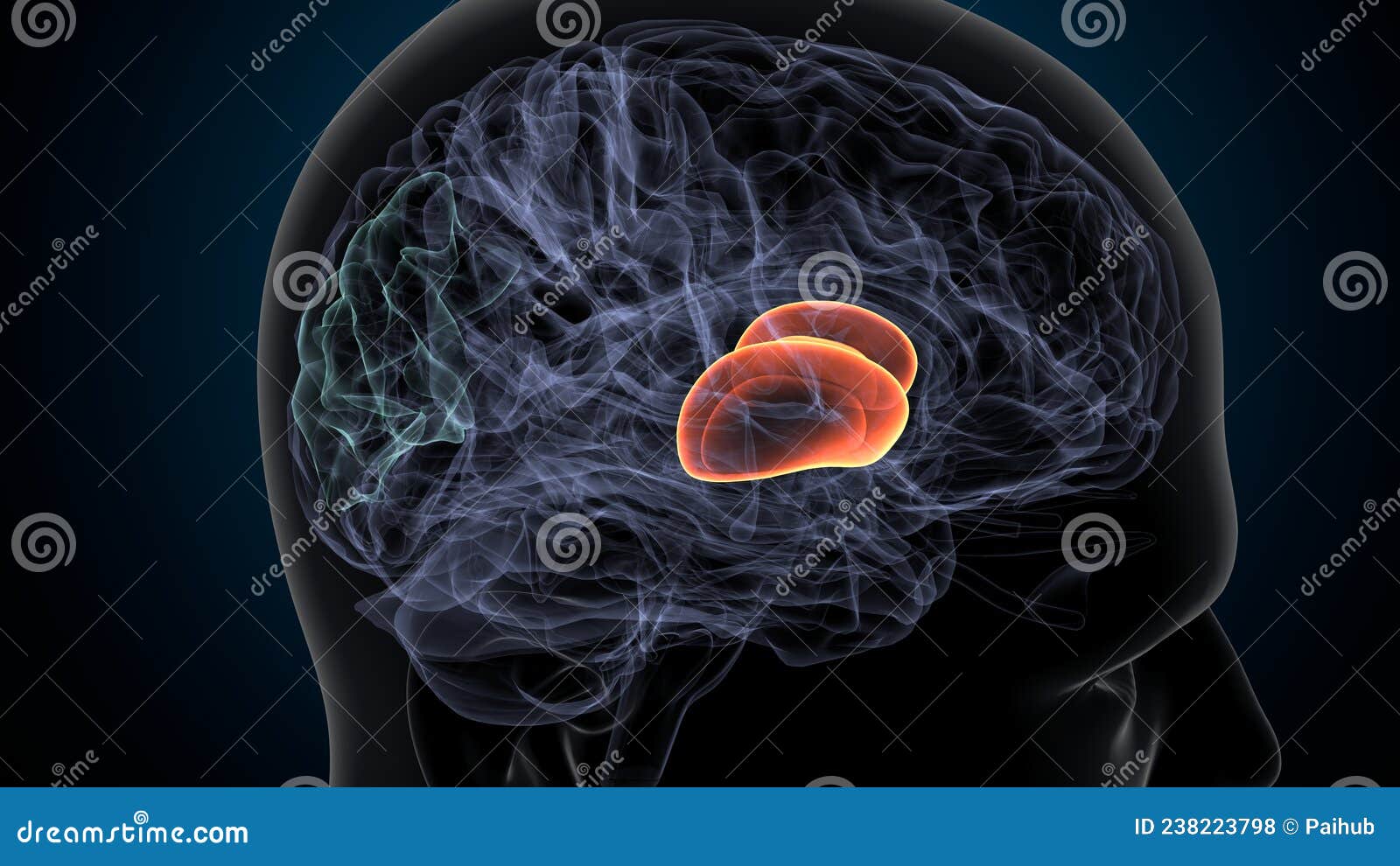 3d Illustration of Human Brain Putamen Anatomy . Stock Illustration ...