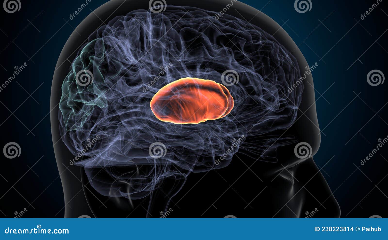 3d Illustration of Human Brain Brain Putamen Anatomy. Stock ...