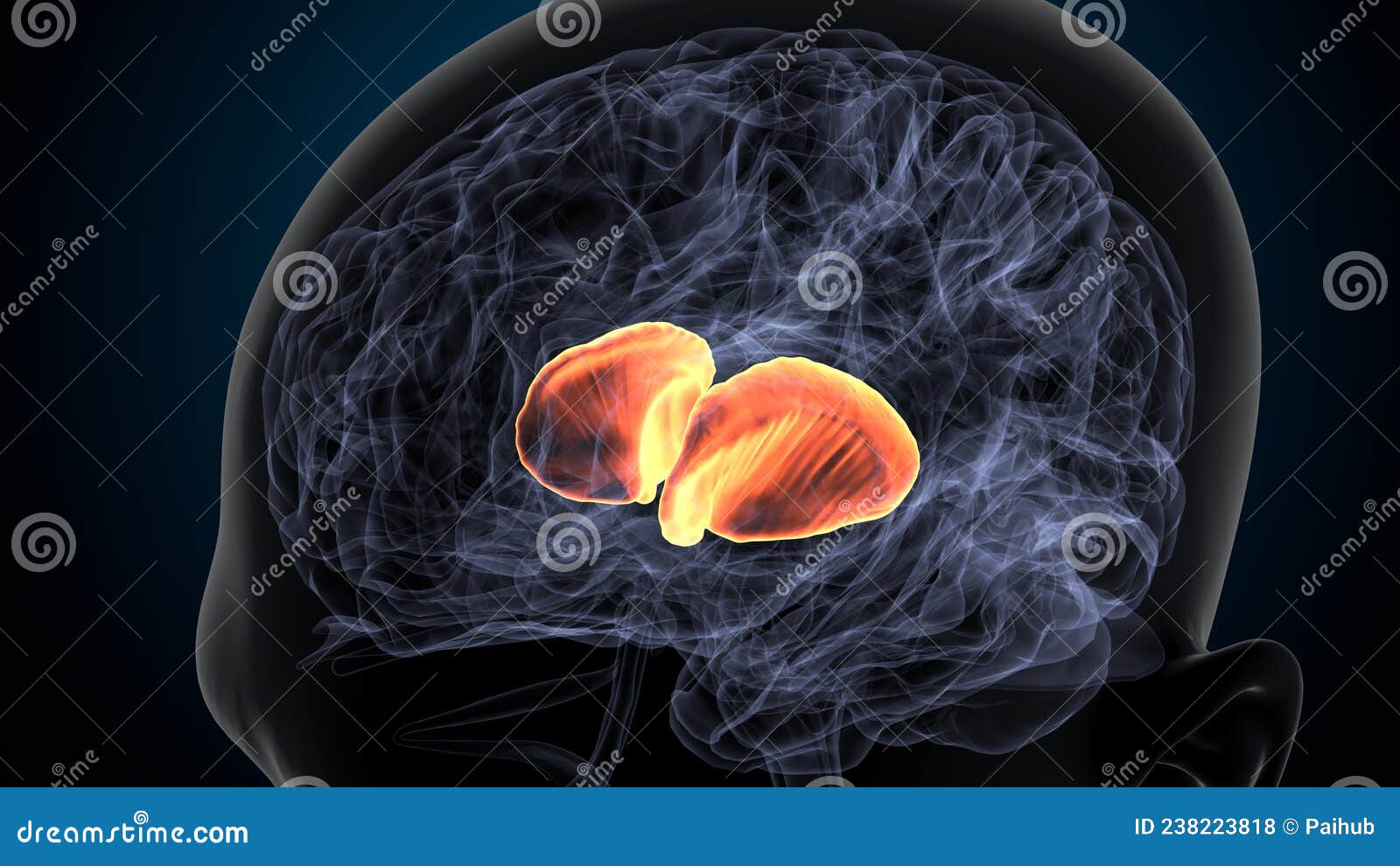 3d Illustration of Human Brain Brain Putamen Anatomy. Stock ...