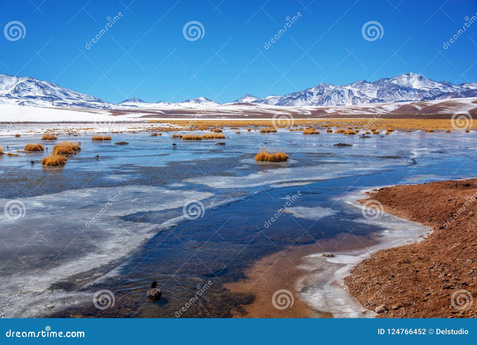 Putana Wetland in Atacama Chile Stock Photo - Image of chile, peaks ...