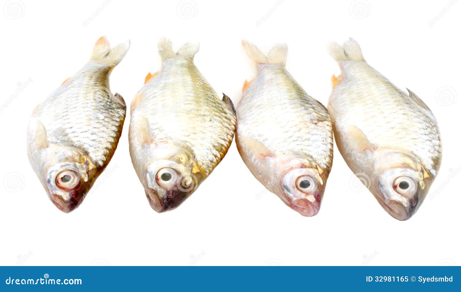 Puti fish stock image. Image of silver, cuisine, taste - 32981165
