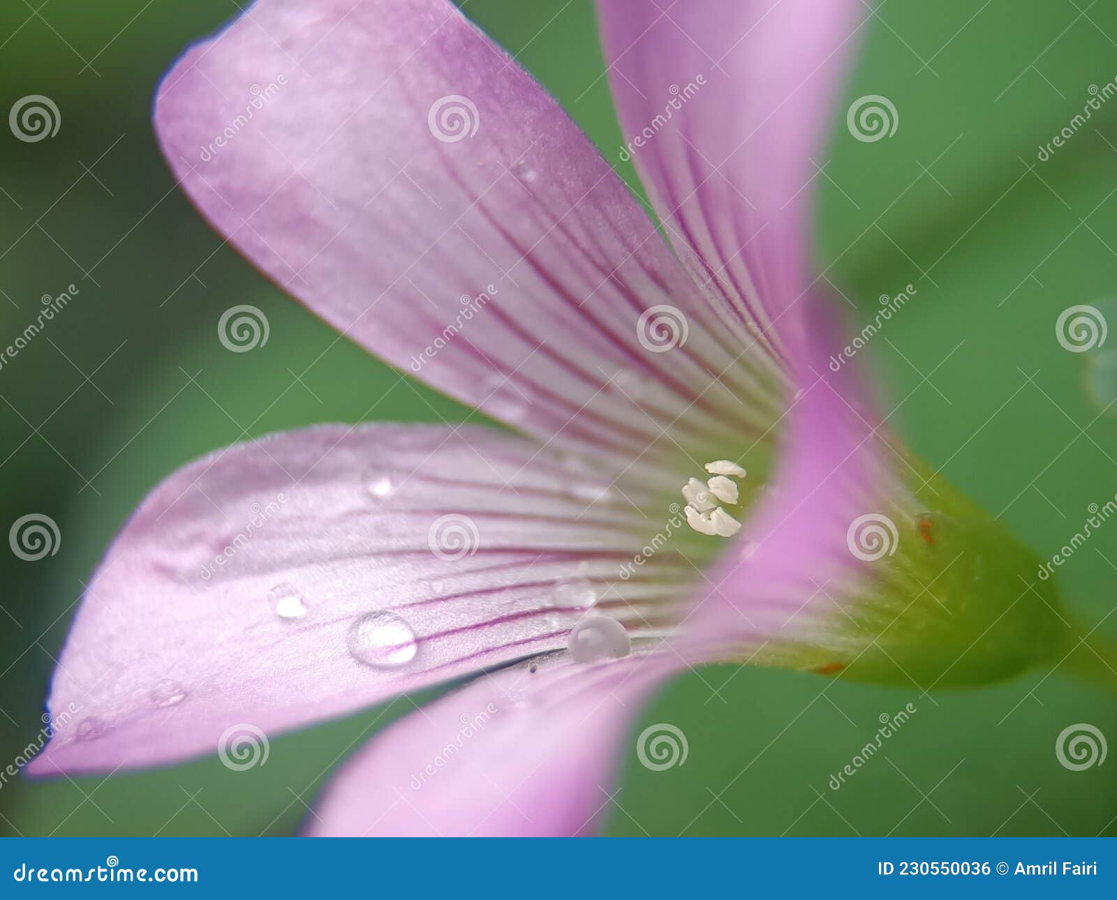 Putik Stock Photos - Free & Royalty-Free Stock Photos from Dreamstime
