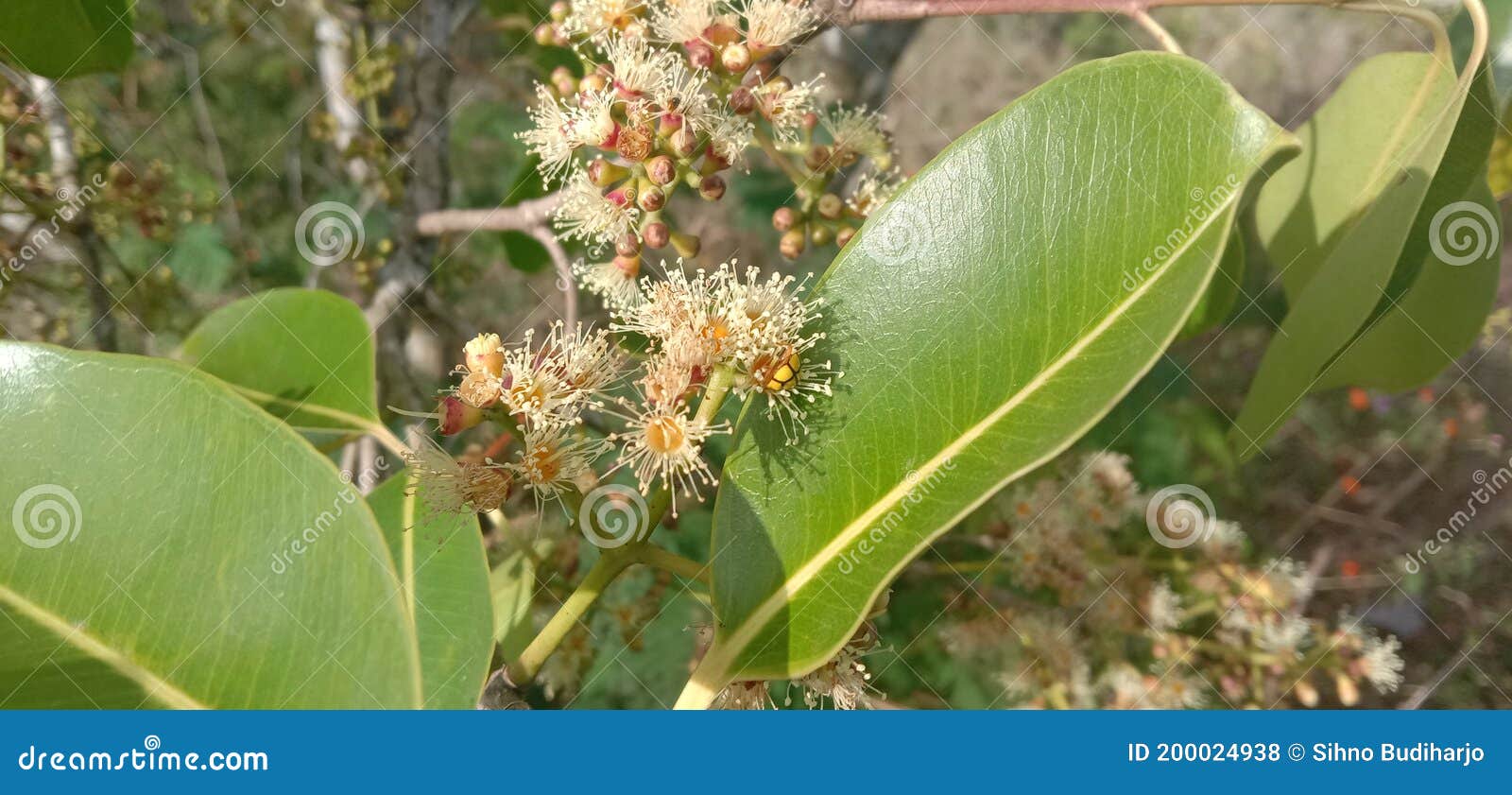 Putik and seeds stock photo. Image of putik, growing - 200024938