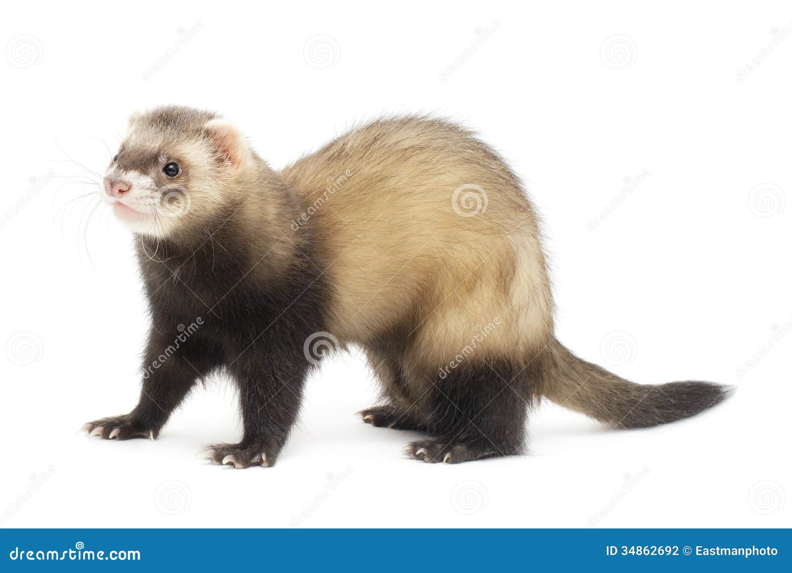 Putois photo stock. Image du isolement, mignon, faune - 34862692