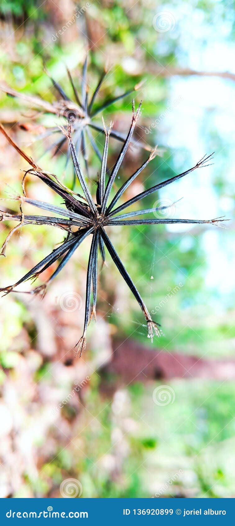 Putok Flower Stock Photos - Free & Royalty-Free Stock Photos from ...