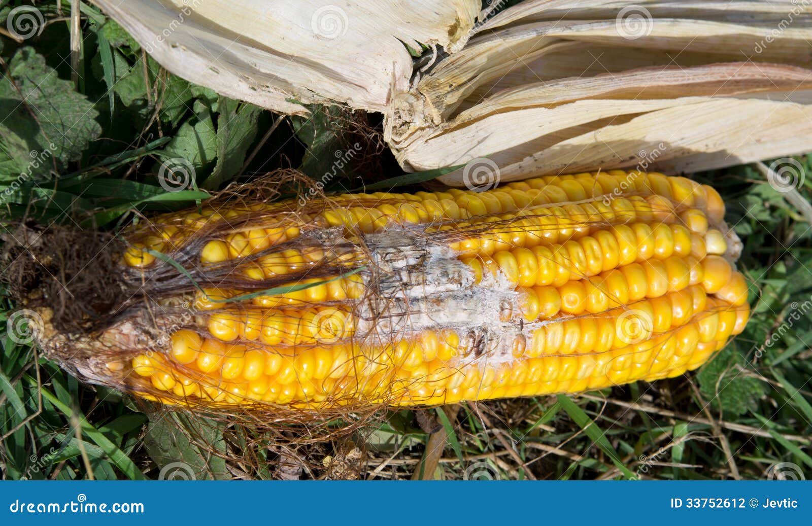 Putrefacción del maíz foto de archivo. Imagen de cosecha - 33752612