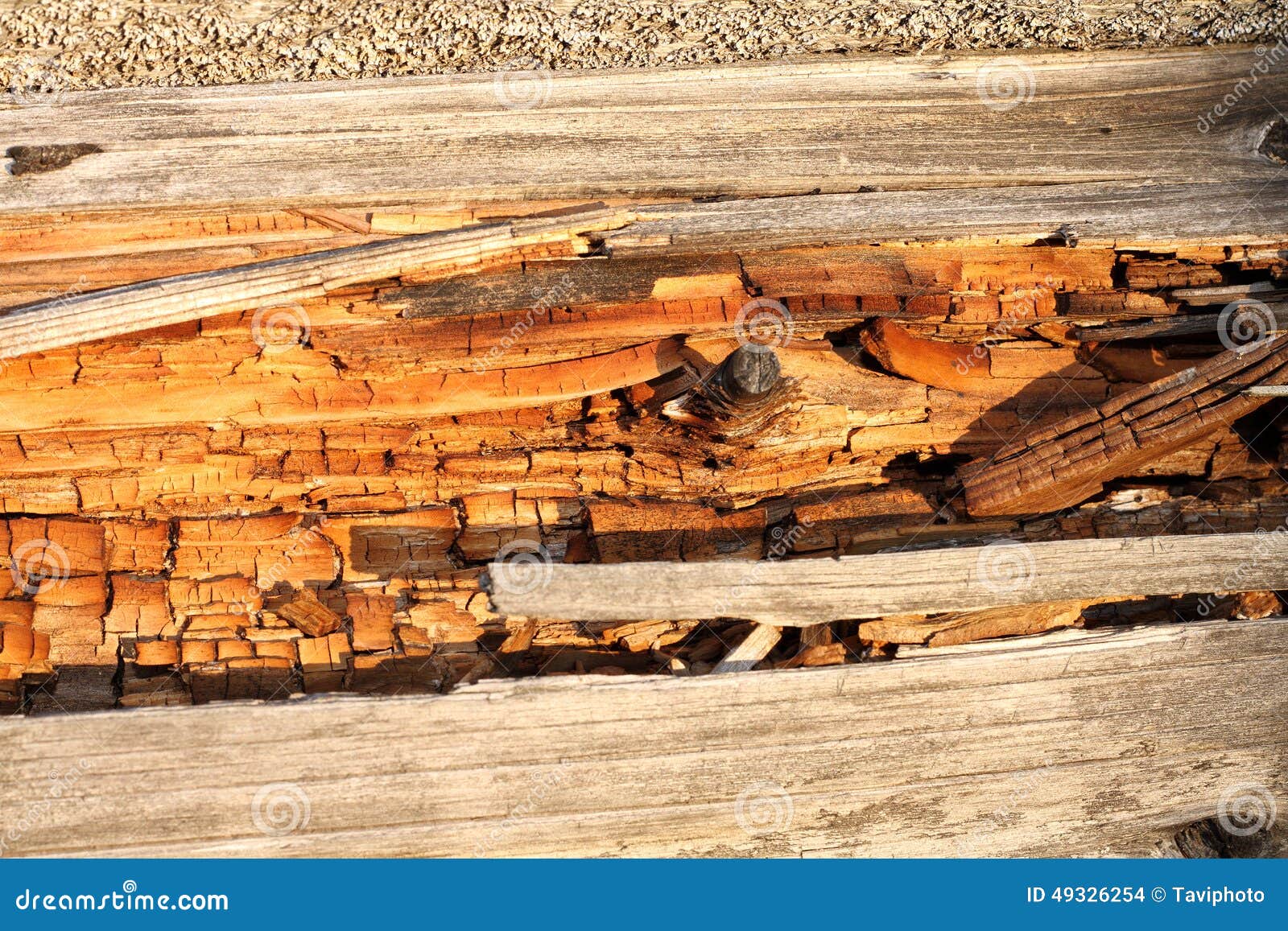 Putrefacción En La Madera Muerta Foto de archivo - Imagen de corteza ...