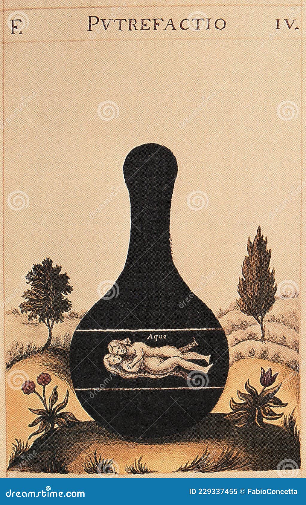 Alchemical Illustration of Putrefaction Taken from the Donum Dei ...