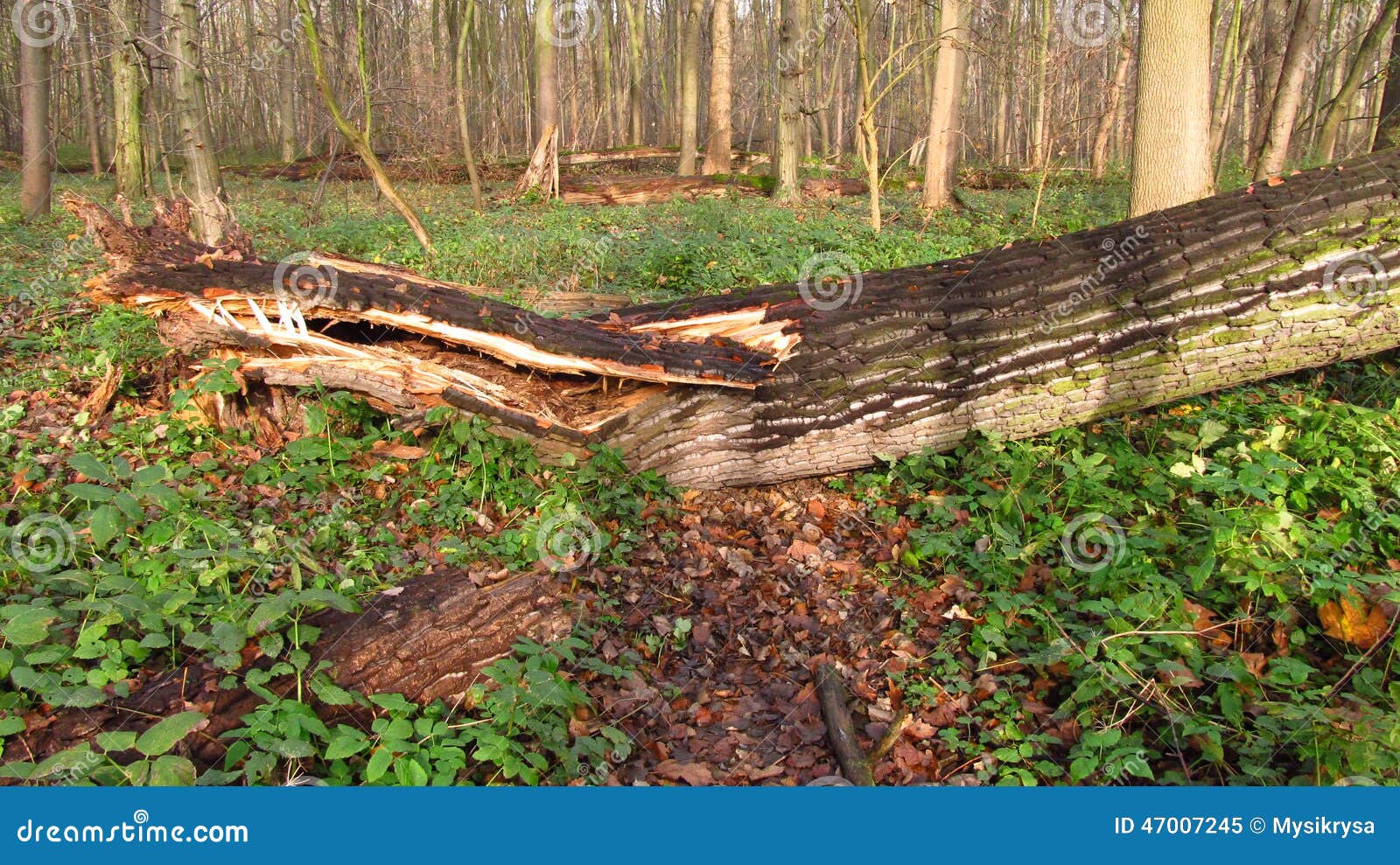 Putrescent old tree stock image. Image of branch, putrescent - 47007245