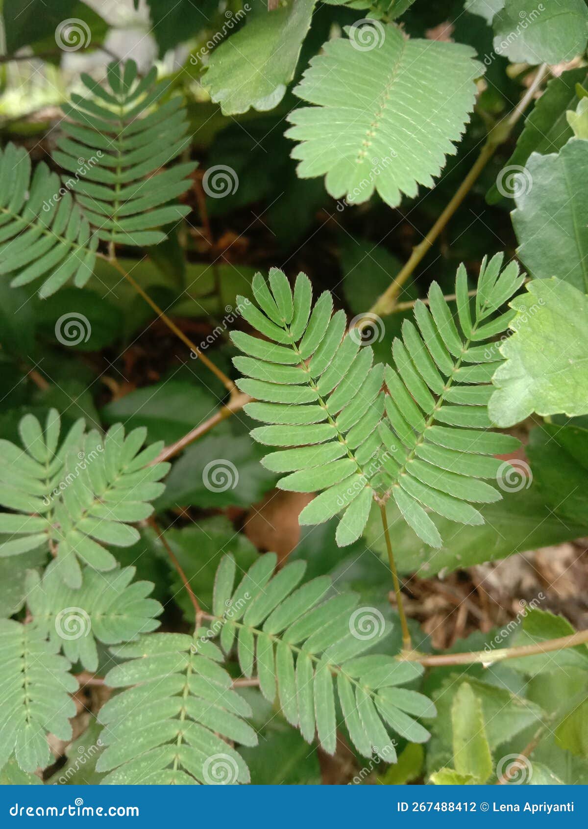 Putri Malu or Mimosa Pudica is a Rare Tree Stock Photo - Image of ...