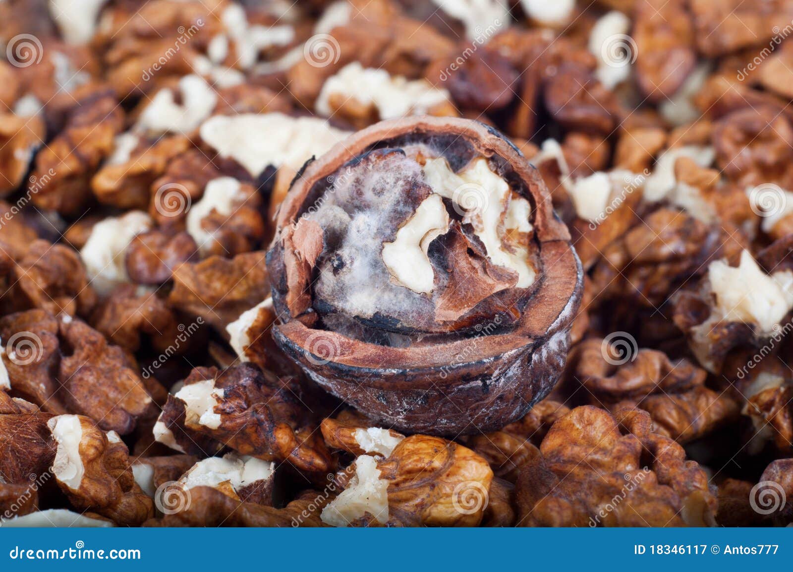 Putrid nut stock image. Image of nuts, organic, poisoning - 18346117