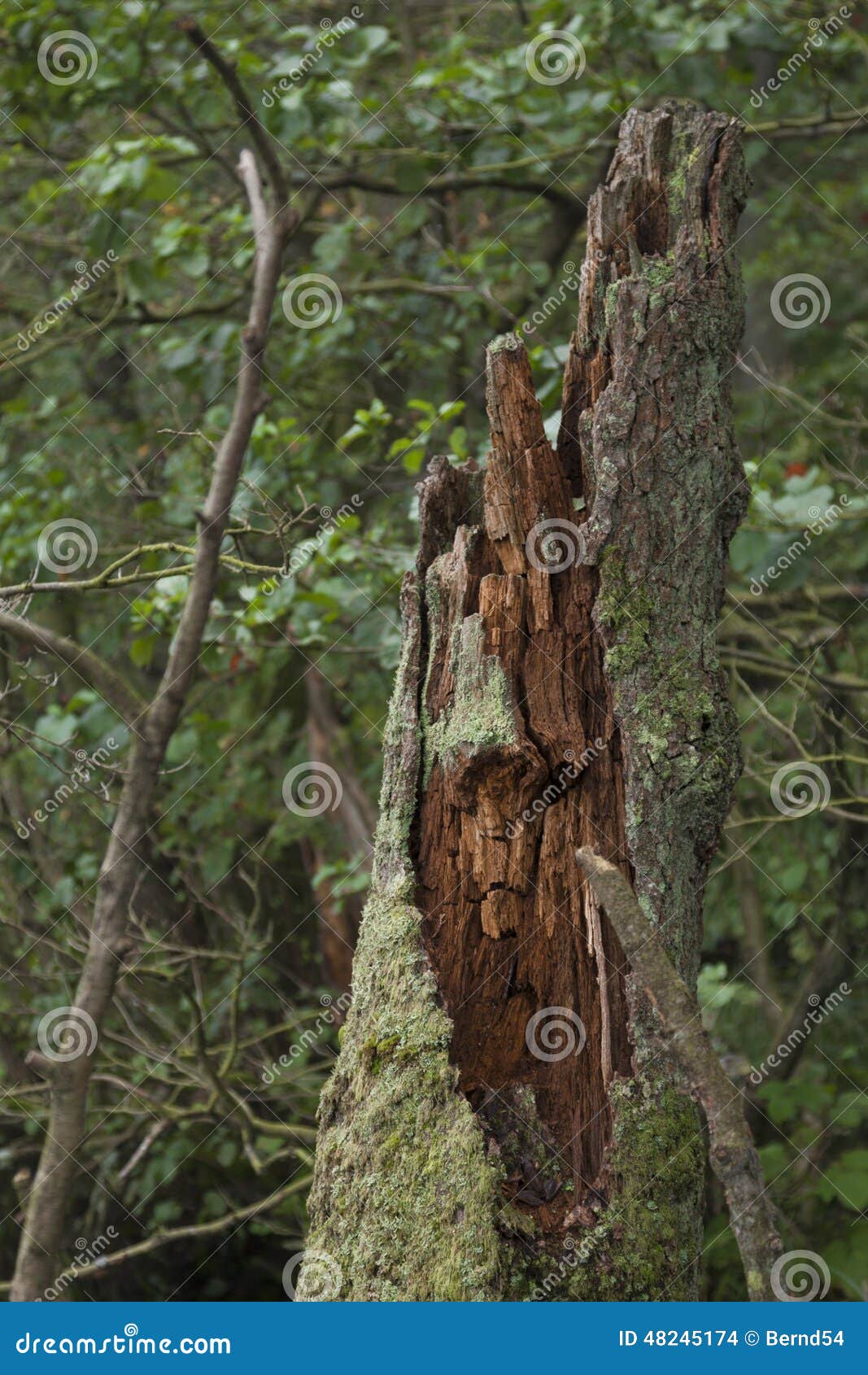 Putrid tree breakage stock photo. Image of mixed, stump - 48245174
