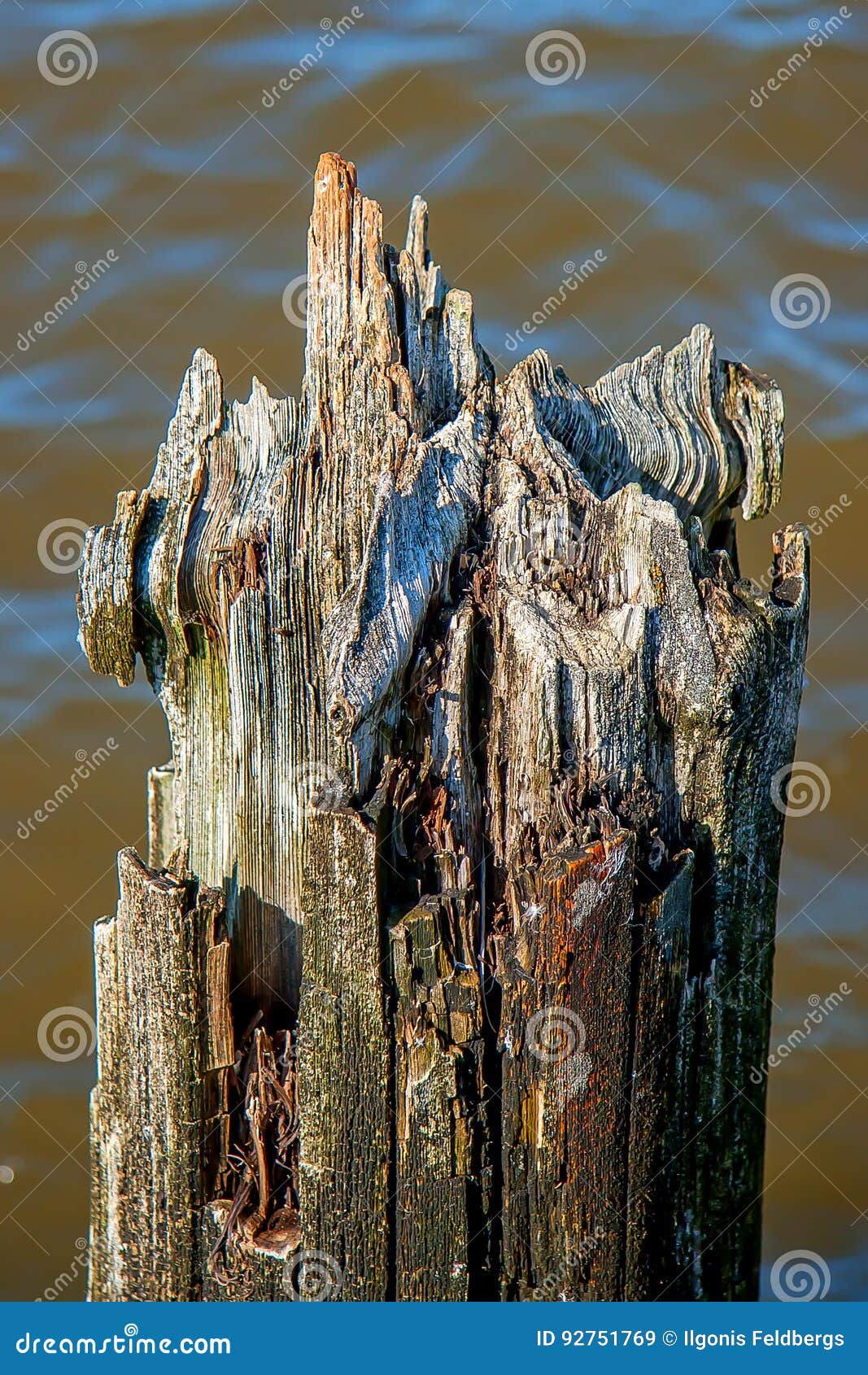 Putrid tree stock image. Image of life, long, longstanding - 92751769