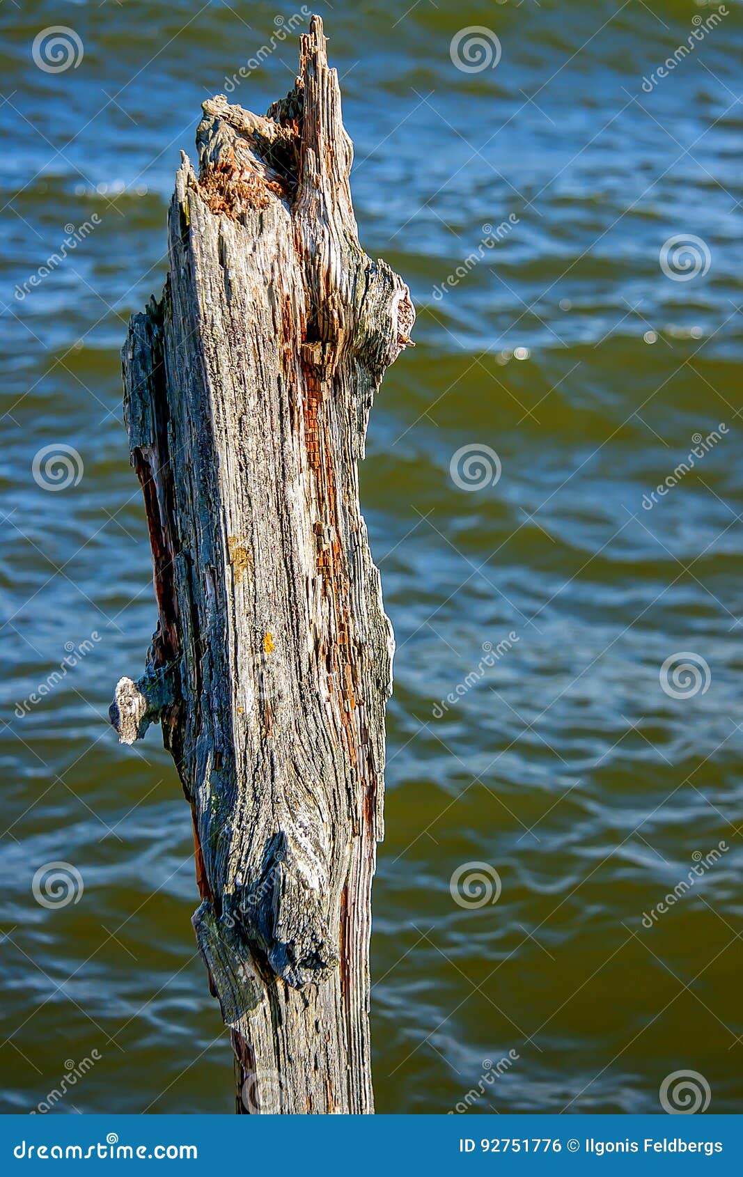 Putrid tree stock photo. Image of addled, arid, kind - 92751776