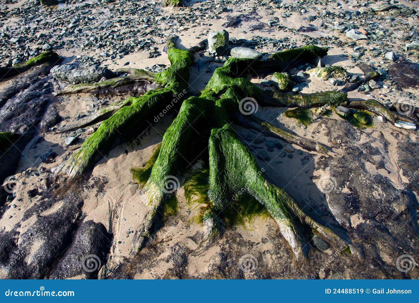 Putrified tree roots stock image. Image of wales, trearddur - 24488519
