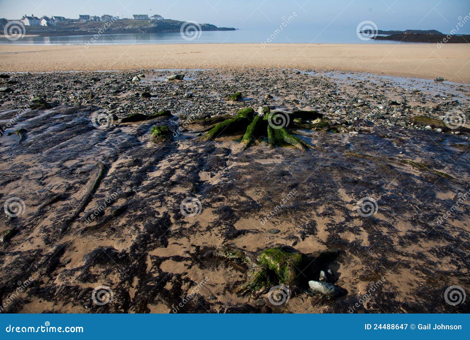 Putrified tree roots stock image. Image of stump, wales - 24488647