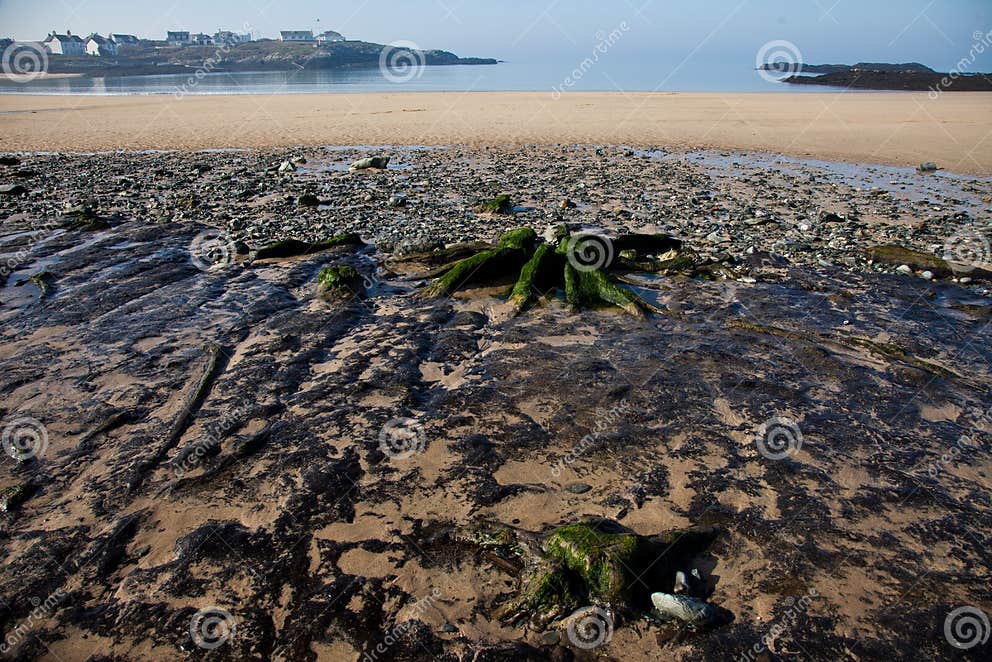 Putrified tree roots stock image. Image of stump, wales - 24488647