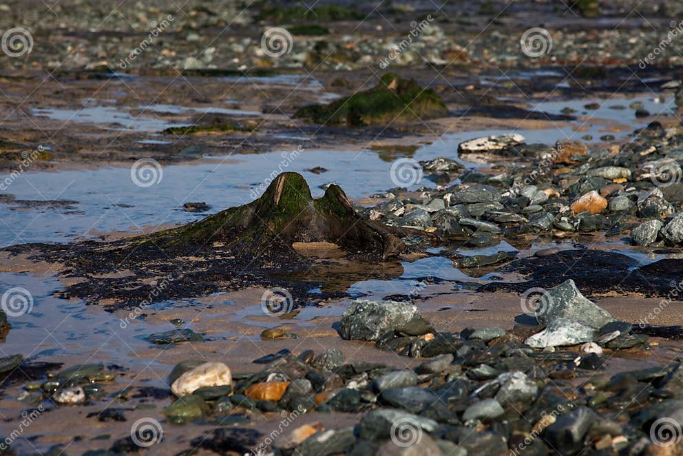 Putrified tree roots stock image. Image of ancient, north - 24488793