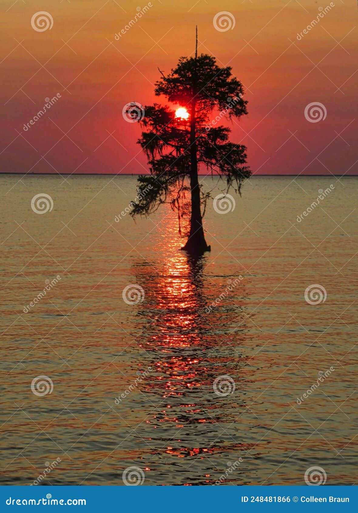 Putting down roots stock photo. Image of blue, colorful - 248481866