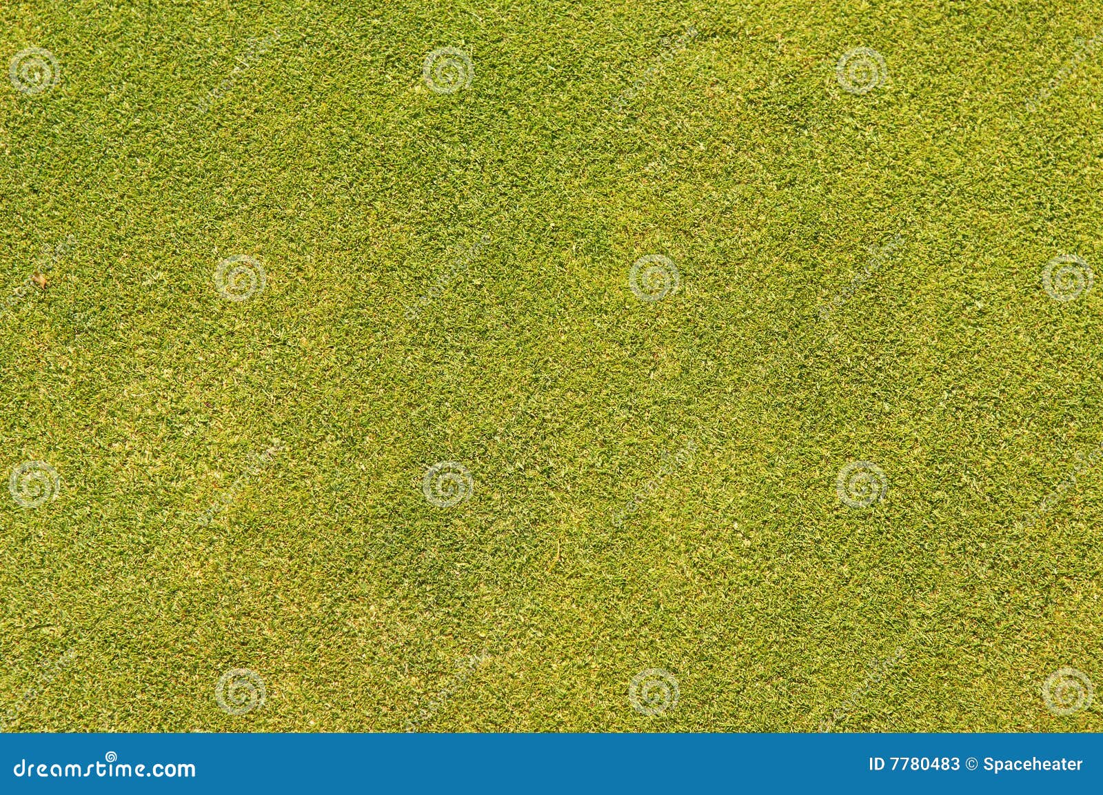Putting Green Grass stock image. Image of vegetation, putting - 7780483