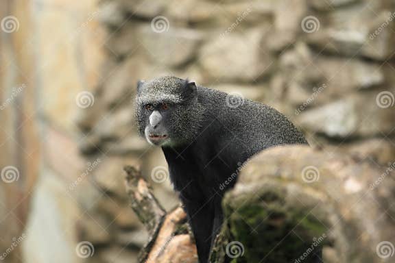 Putty-nosed monkey stock image. Image of cercopithecus - 37280161