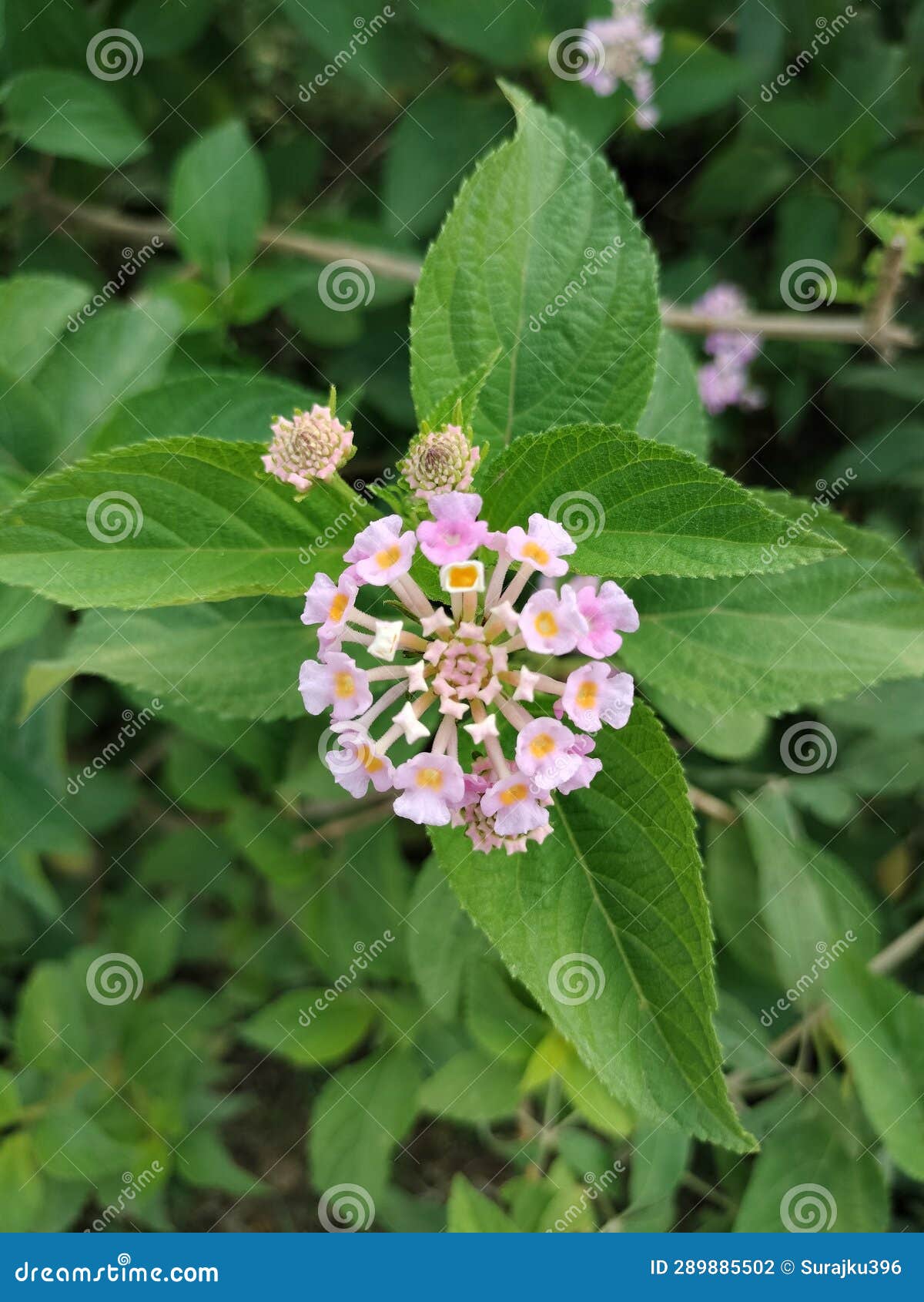 Putus flower stock photo. Image of side, road, flower - 289885502