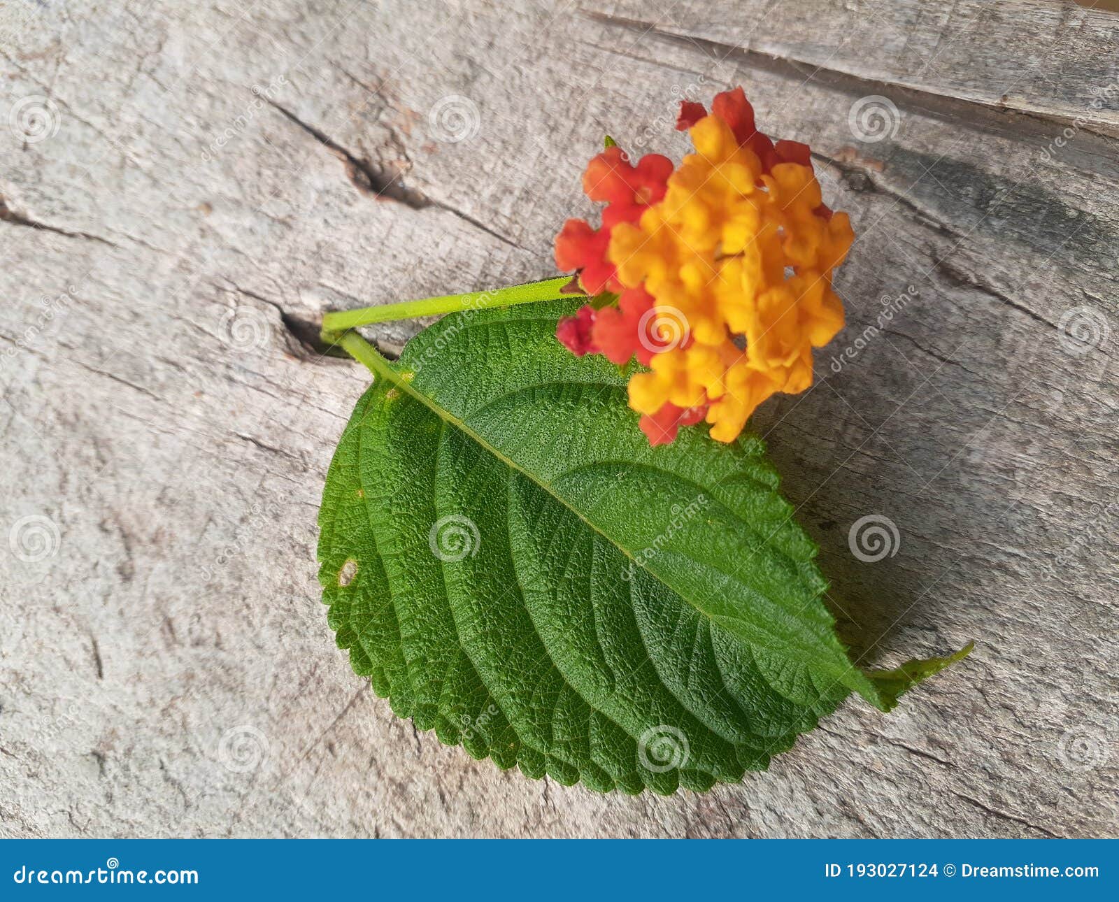 Putus flowers Odisha stock photo. Image of flowers, beautiful - 193027124
