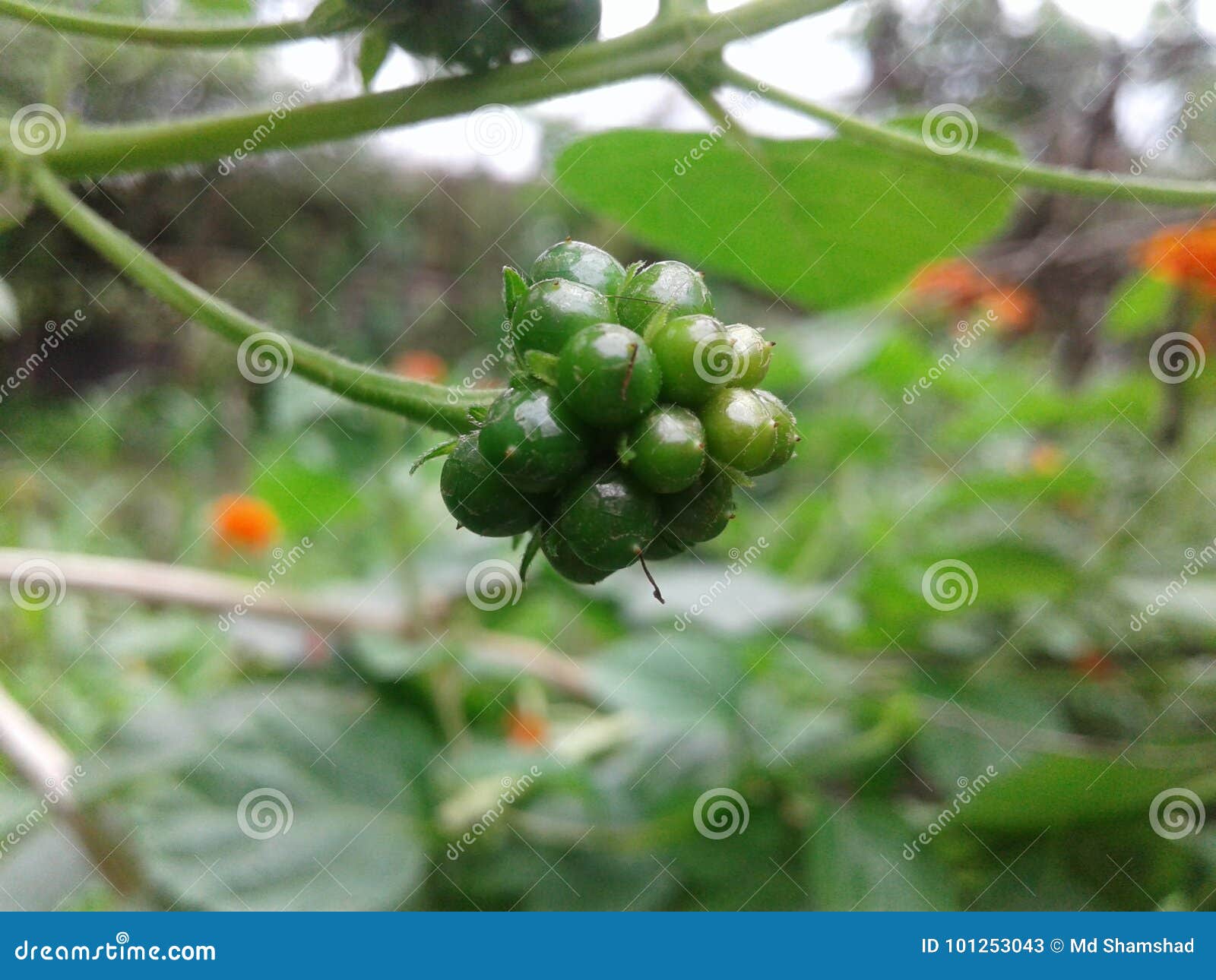 Putus fruit stock image. Image of putus, amaz2, fruit - 101253043