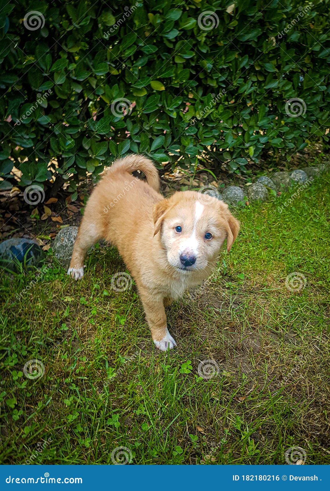 57 Puupy Photos - Free & Royalty-Free Stock Photos from Dreamstime