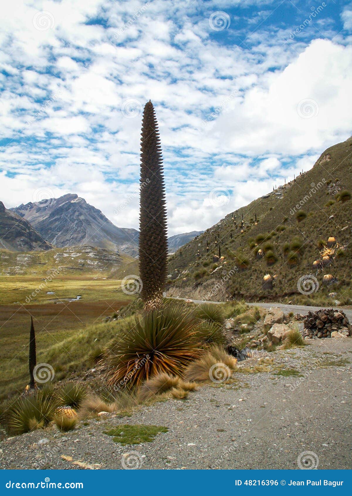 Puya Raimondi foto de archivo. Imagen de camino, gente - 48216396