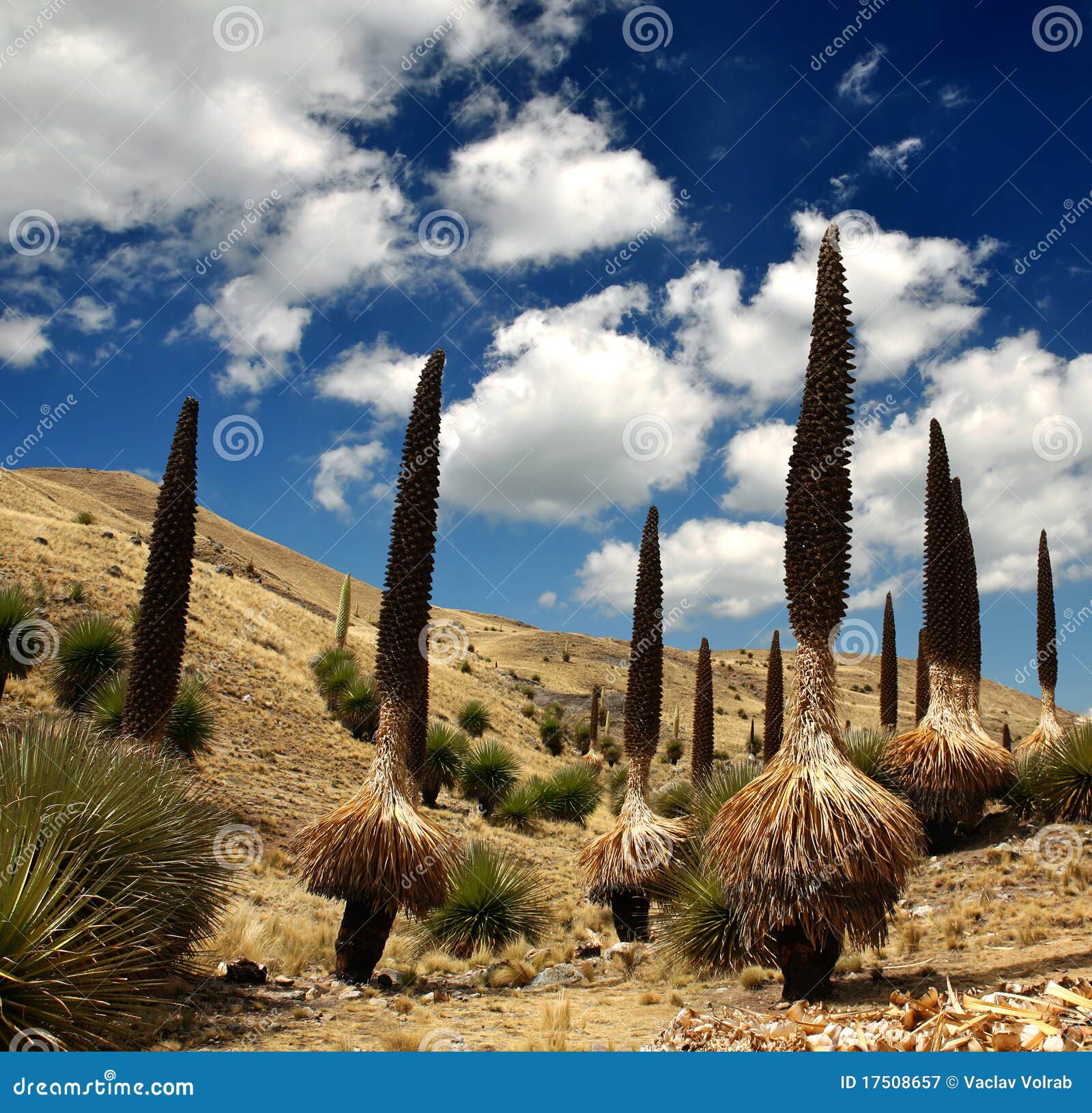 Puya Raimondii , Also Known As Queen Of The Andes Or Puya De Raimondi ...