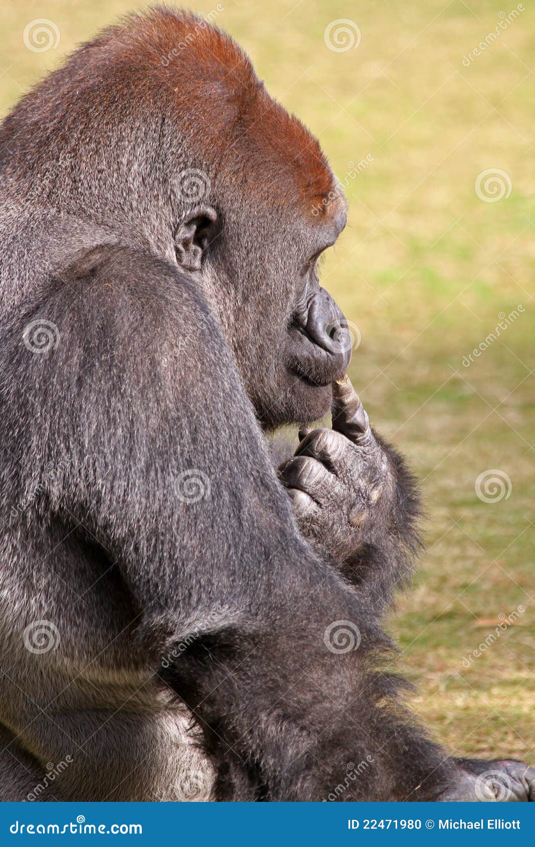 Puzzled Gorilla stock photo. Image of smart, gray, gorilla - 22471980