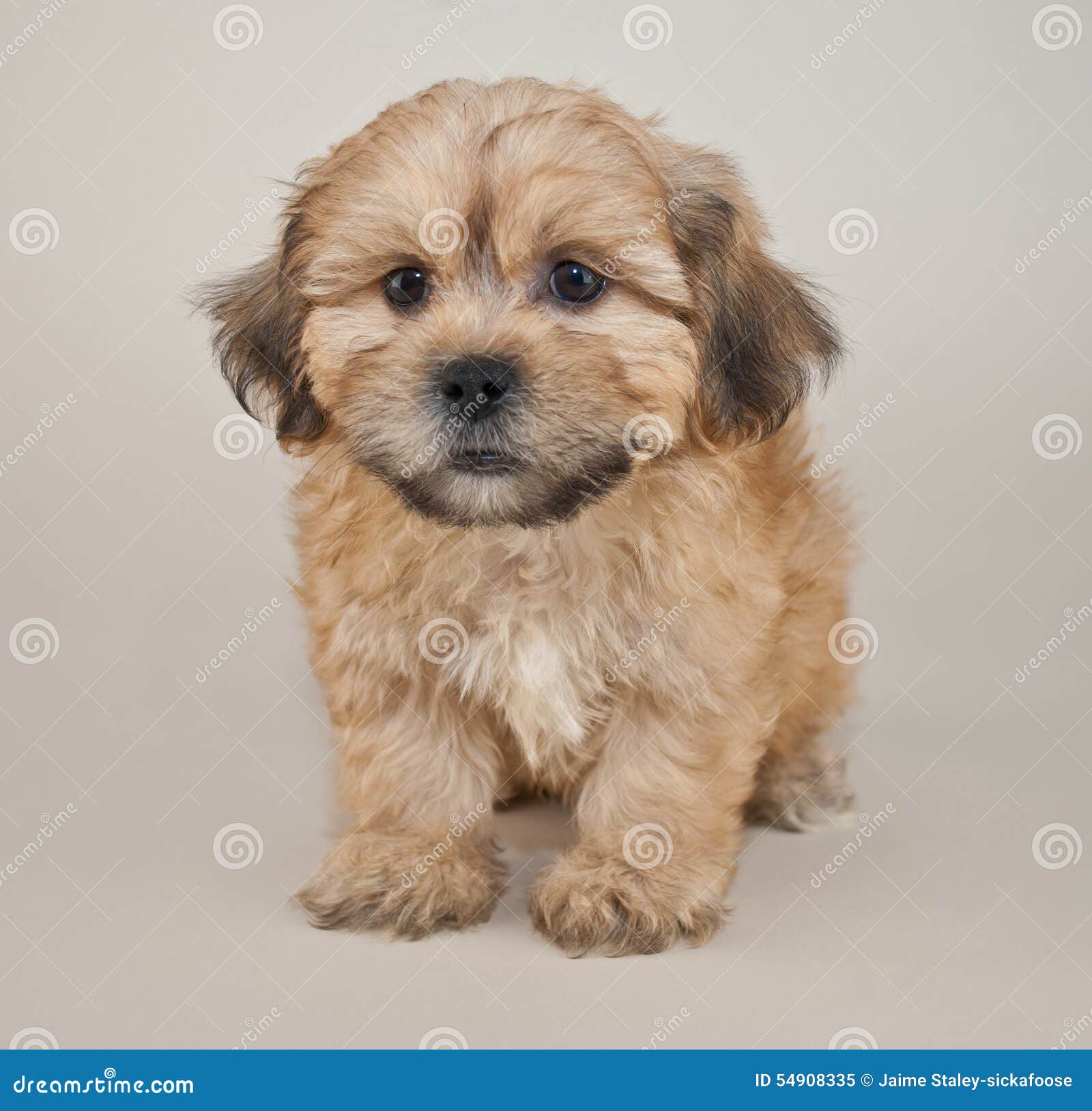 Puzzled Puppy stock image. Image of animal, confused - 54908335