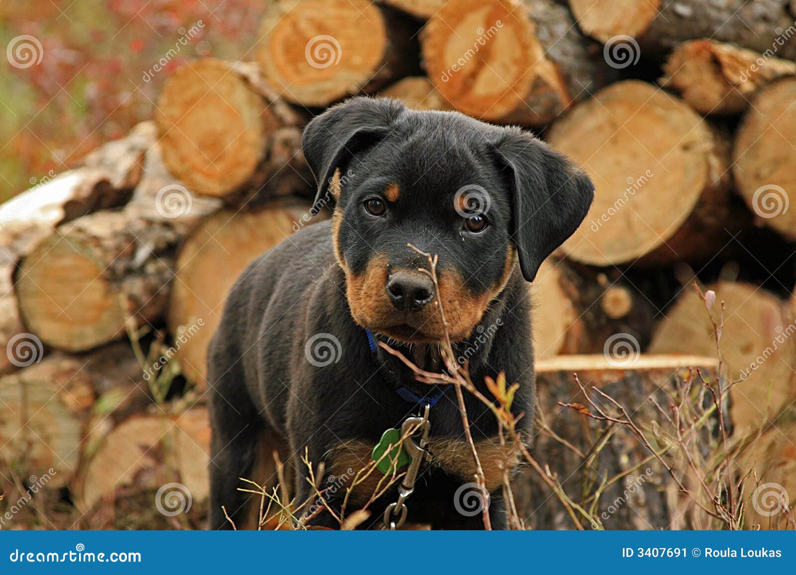 Brown Rottweiler Puppies