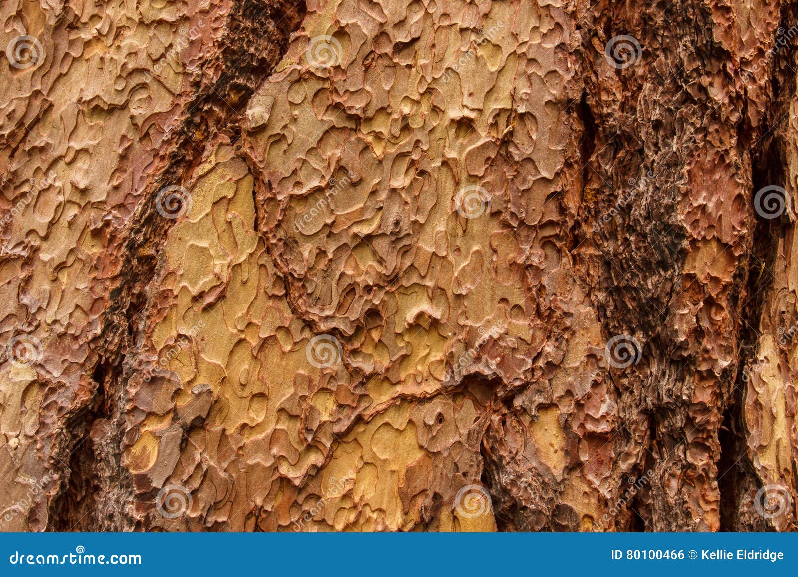 Puzzlepiece Bark Background Stock Photo - Image of evergreen, bark ...