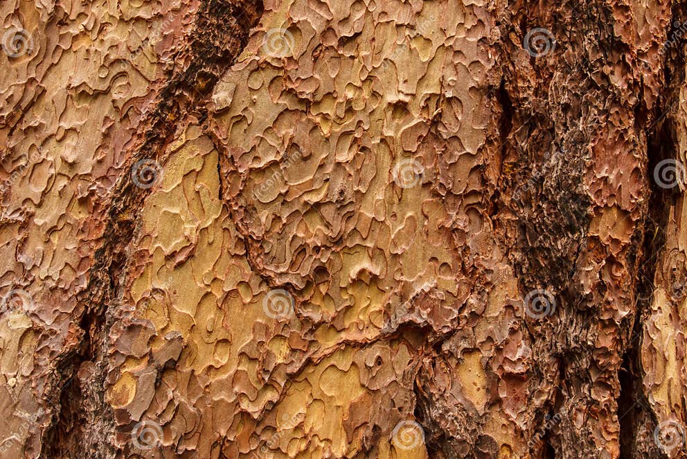 Puzzlepiece Bark Background Stock Photo - Image of evergreen, bark ...