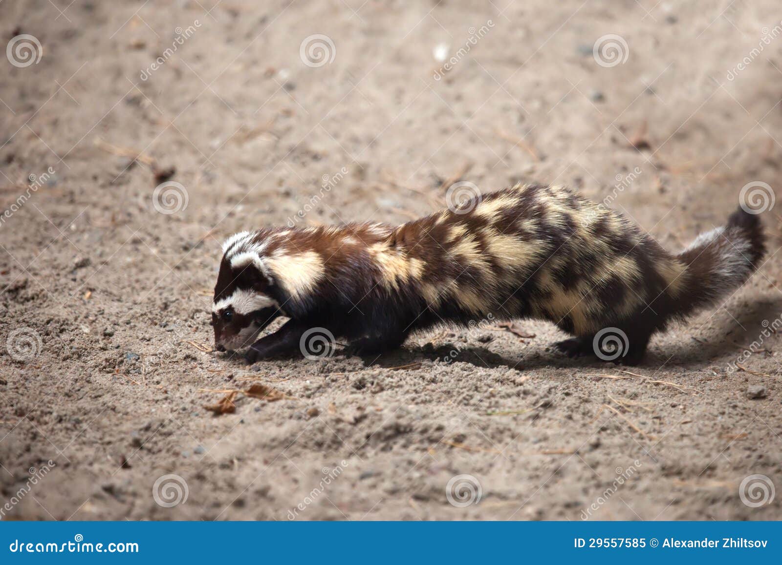 Puzzola immagine stock. Immagine di coda, natura, pelliccia - 29557585