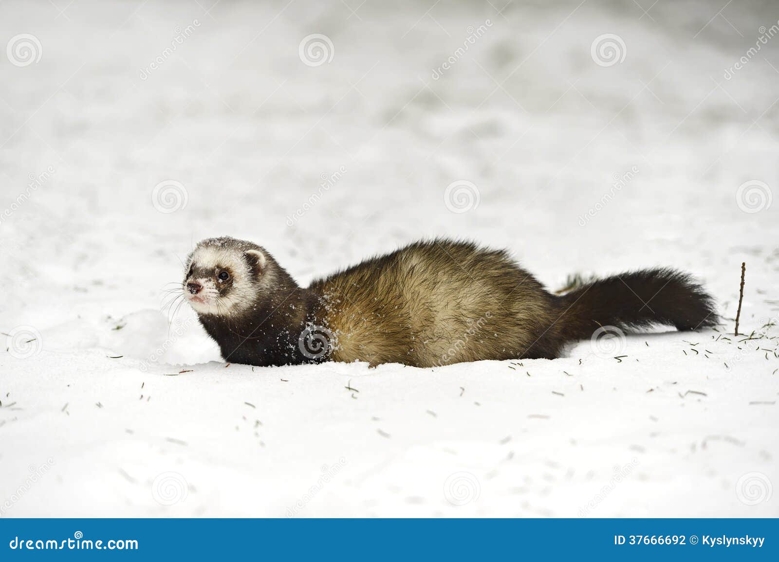 Puzzola della foresta fotografia stock. Immagine di furetto - 37666692