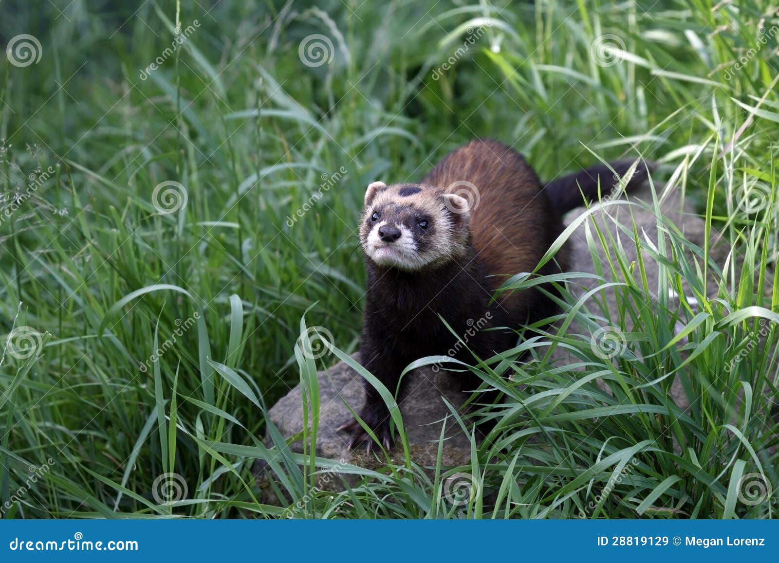 Puzzola europea immagine stock. Immagine di polecare - 28819129