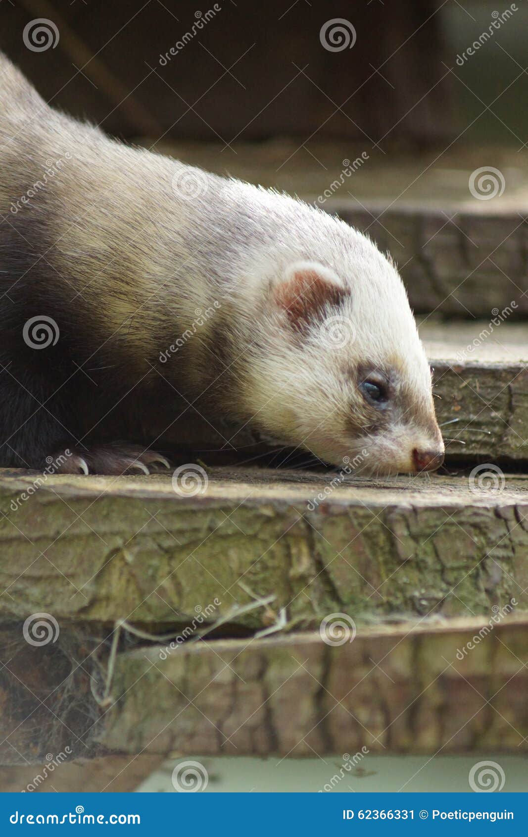 Puzzola Europea - Putorius Del Mustela Immagine Stock - Immagine di ...